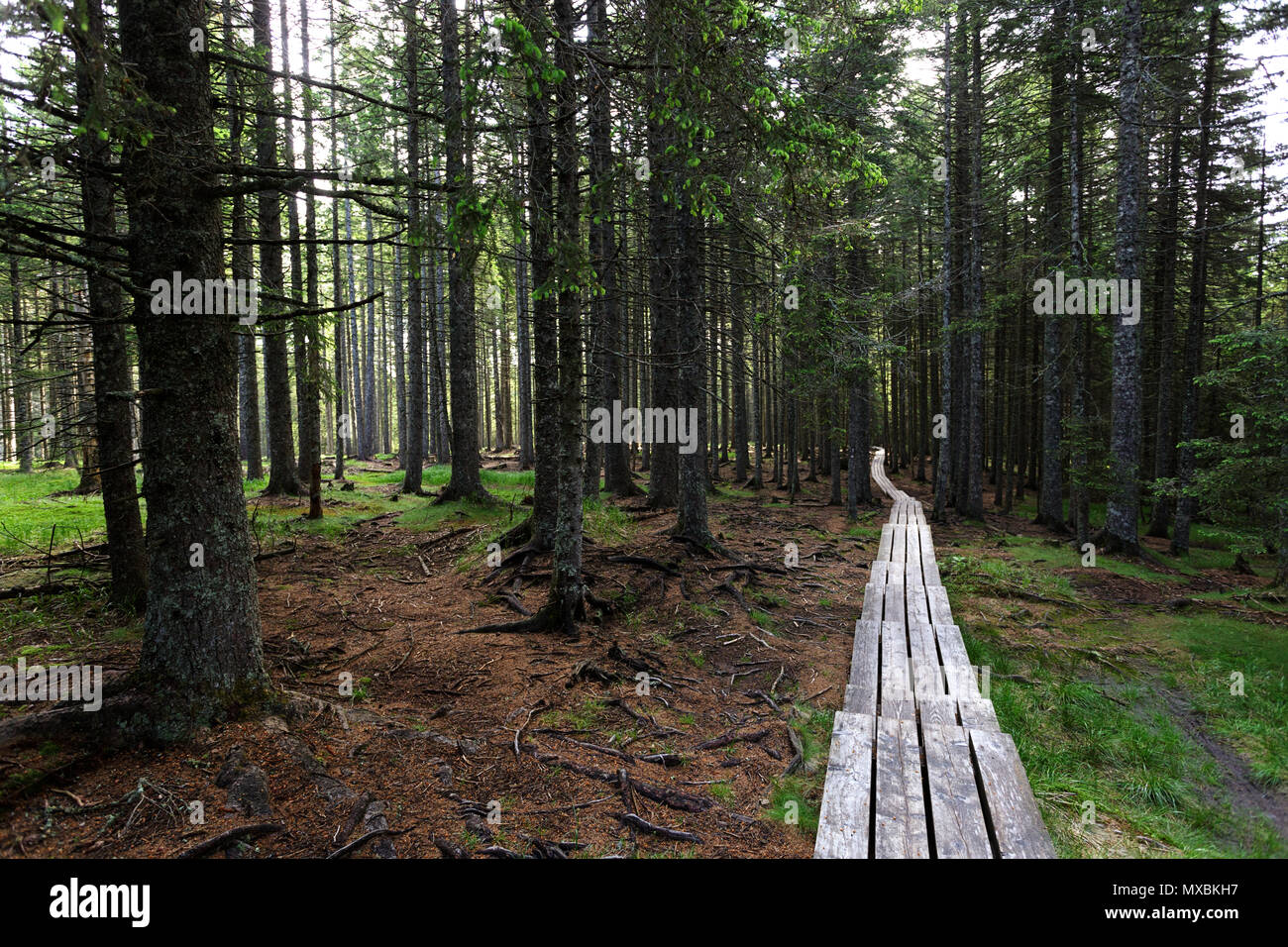 Wooden Walkway through dramatic pine forest Stock Photo - Alamy