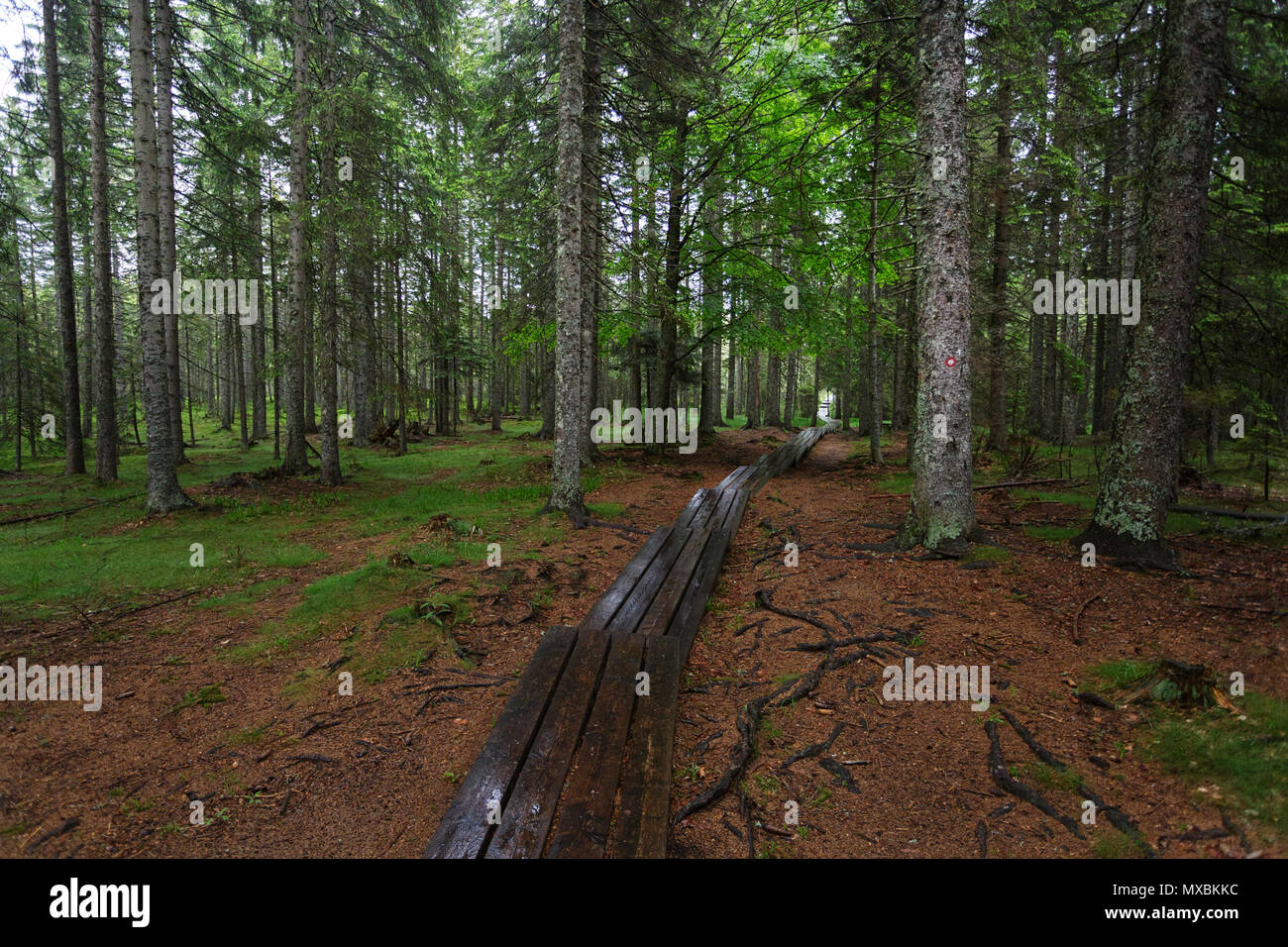 Wooden Walkway through dramatic pine forest Stock Photo - Alamy