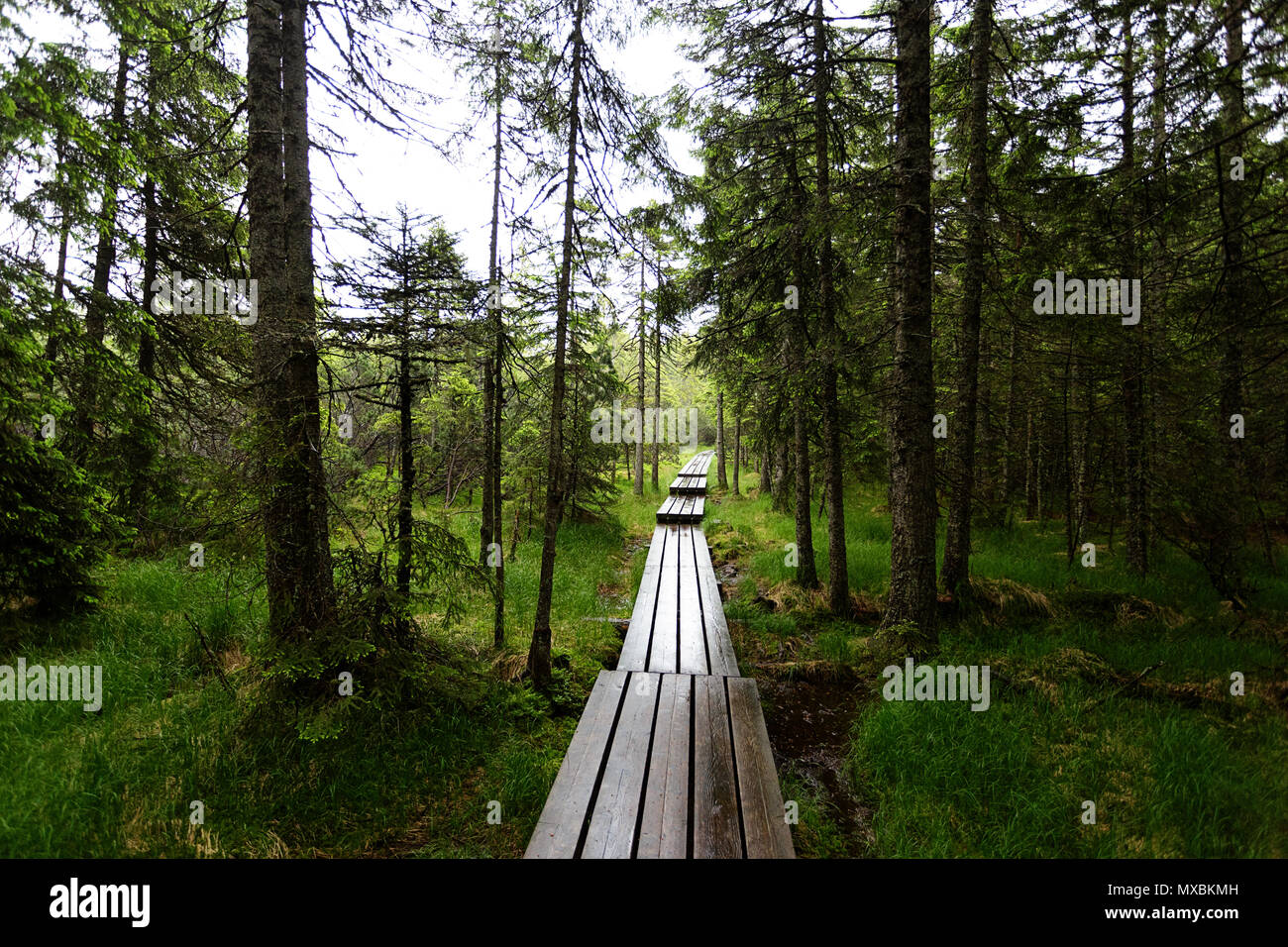 Wooden Walkway through dramatic pine forest Stock Photo - Alamy