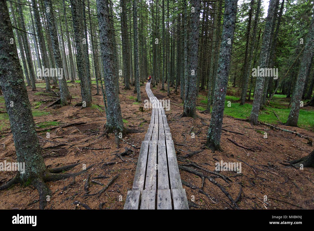 Mother and son hiking on a forest boardwalk in pine tree woods Stock ...