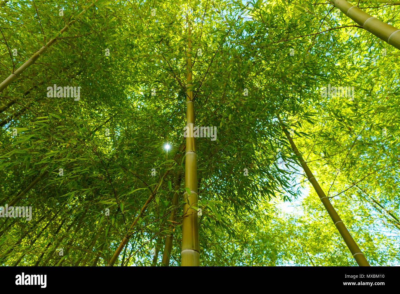 Bamboo forest japan tokyo hi-res stock photography and images - Alamy