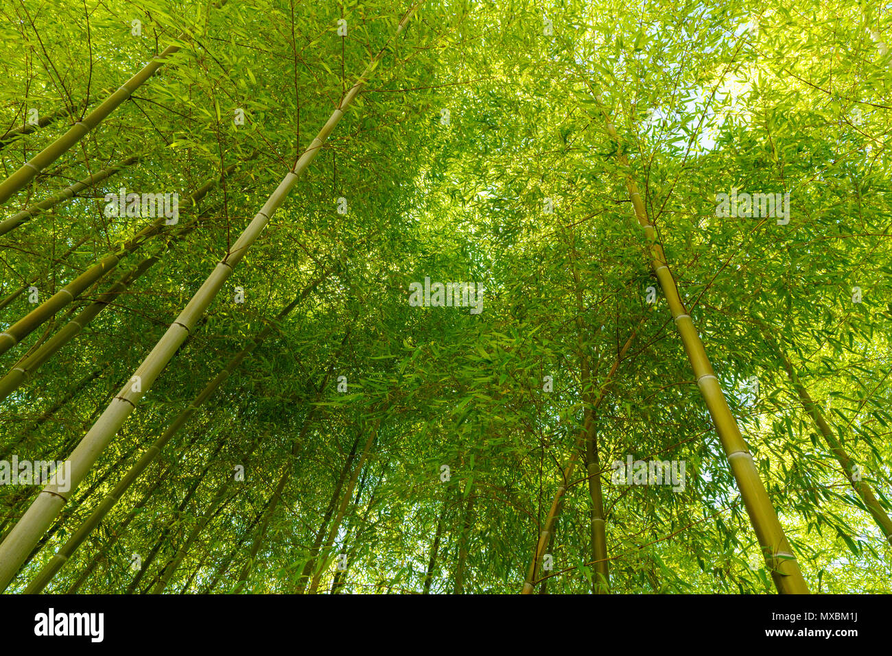 Bamboo forest japan tokyo hi-res stock photography and images - Alamy