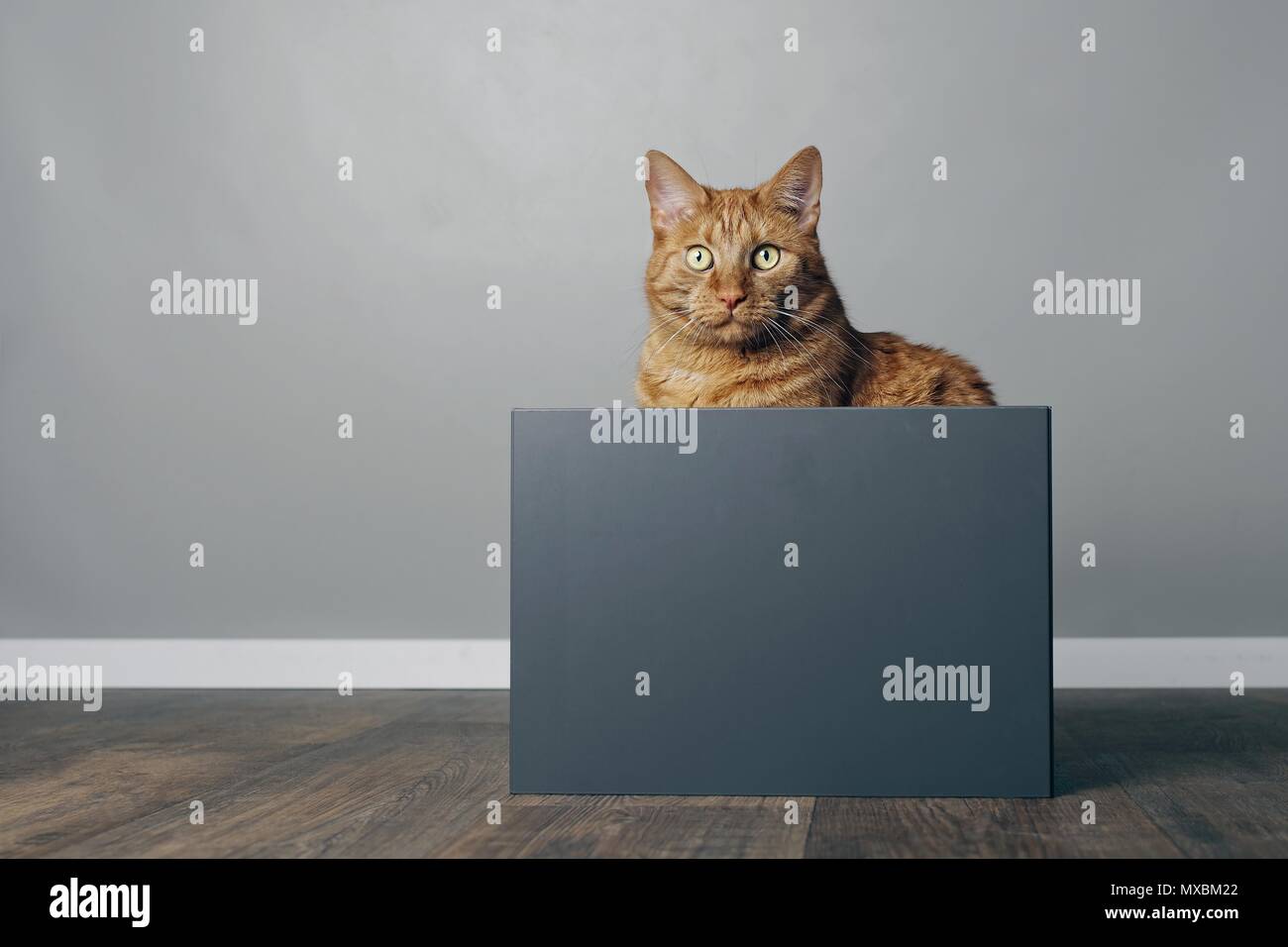Cat Inside A Box High Resolution Stock Photography and Images - Alamy