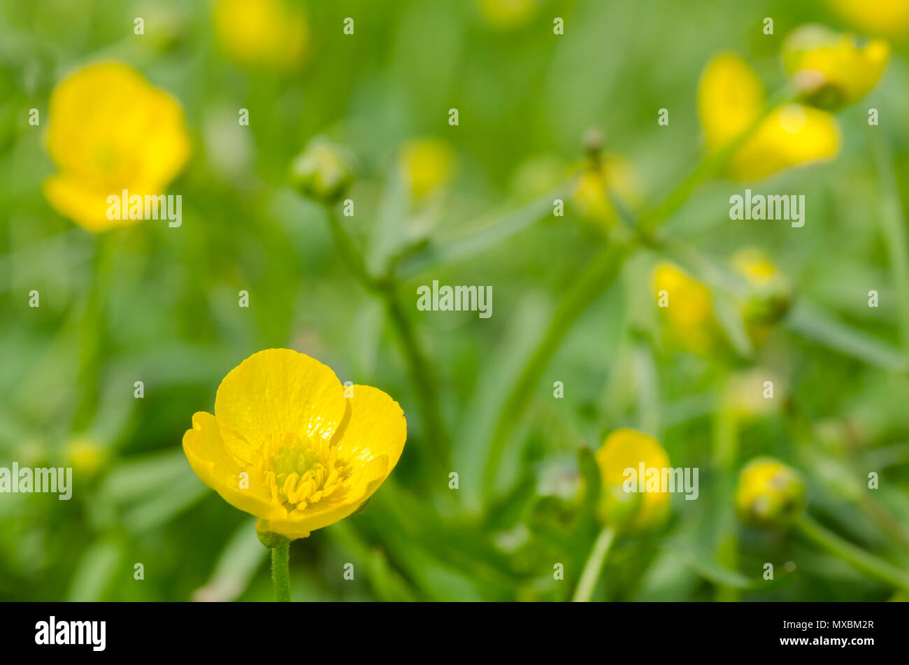 Meadow buttercup flowers in a wild flower field Stock Photo - Alamy