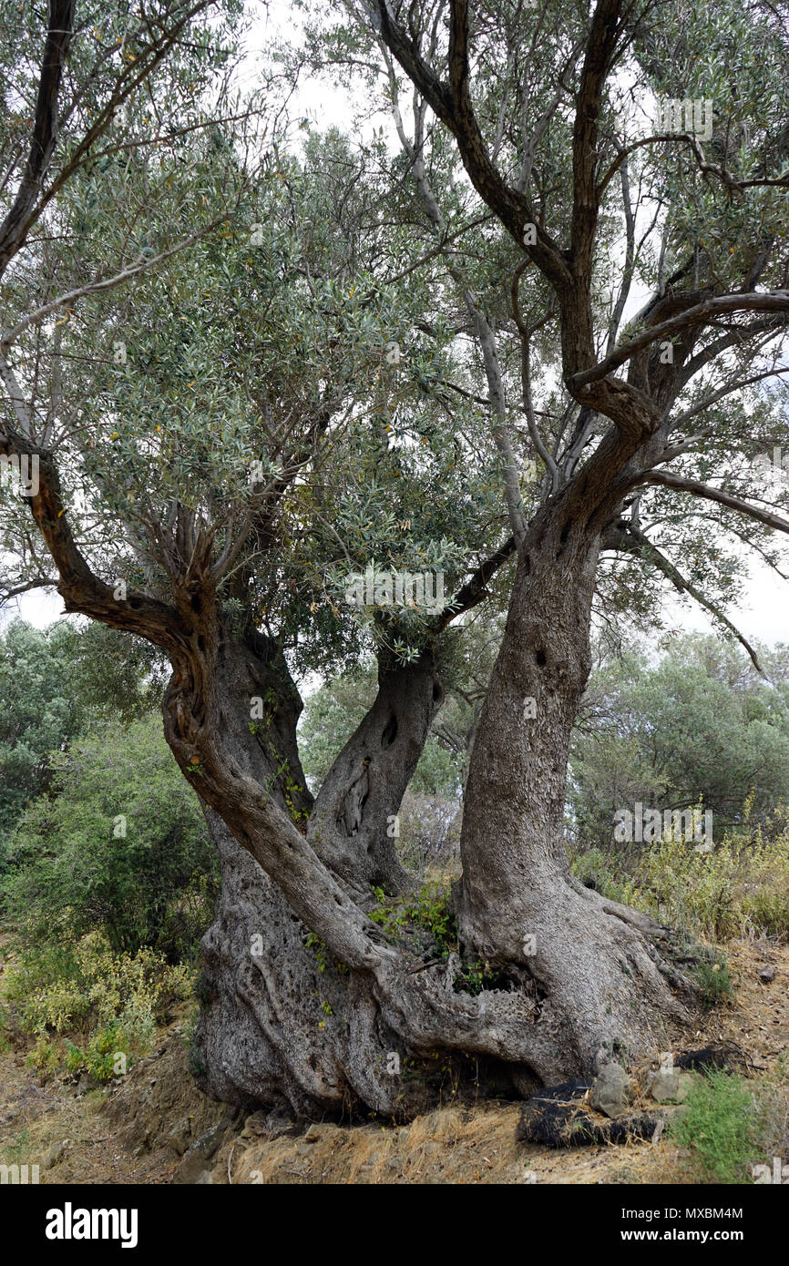 Three olive trees with one root in the grove Stock Photo - Alamy