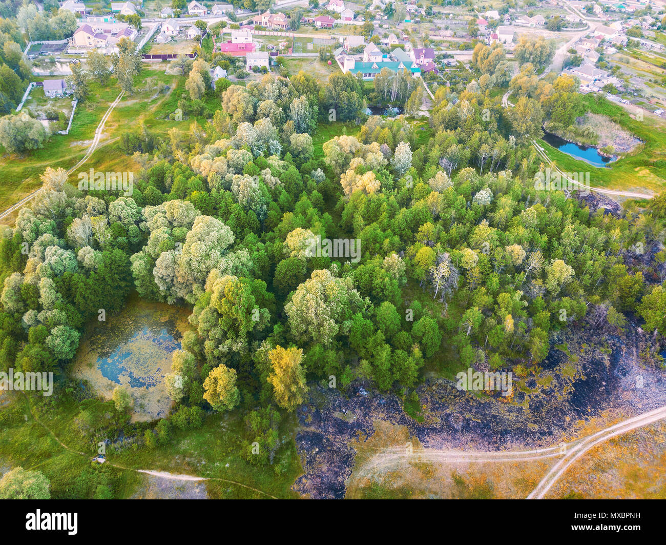 Small forest, swamp and meadow Stock Photo - Alamy