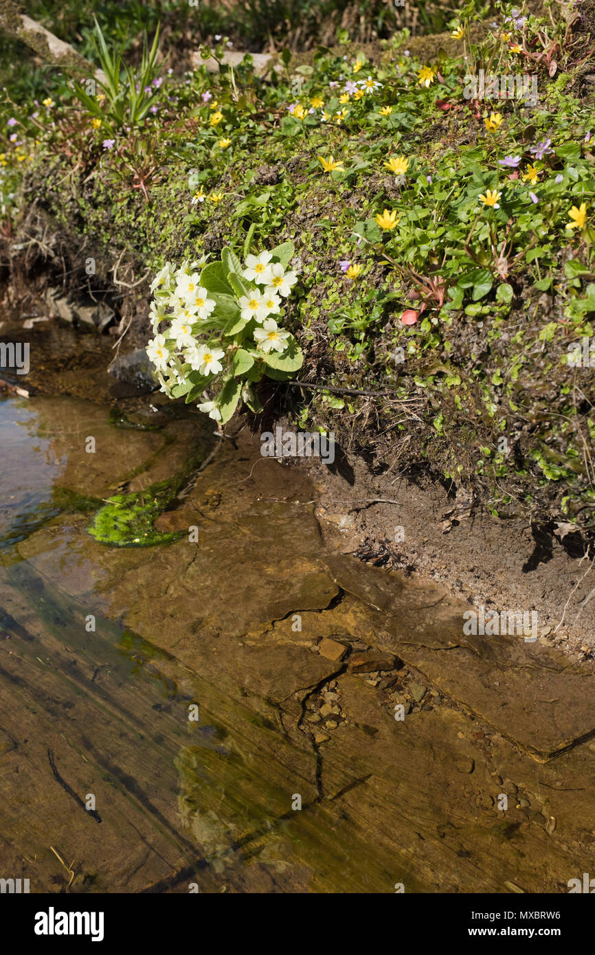 dh Primula Vulgaris FLORA UK Pale yellow primroses spring flower ...
