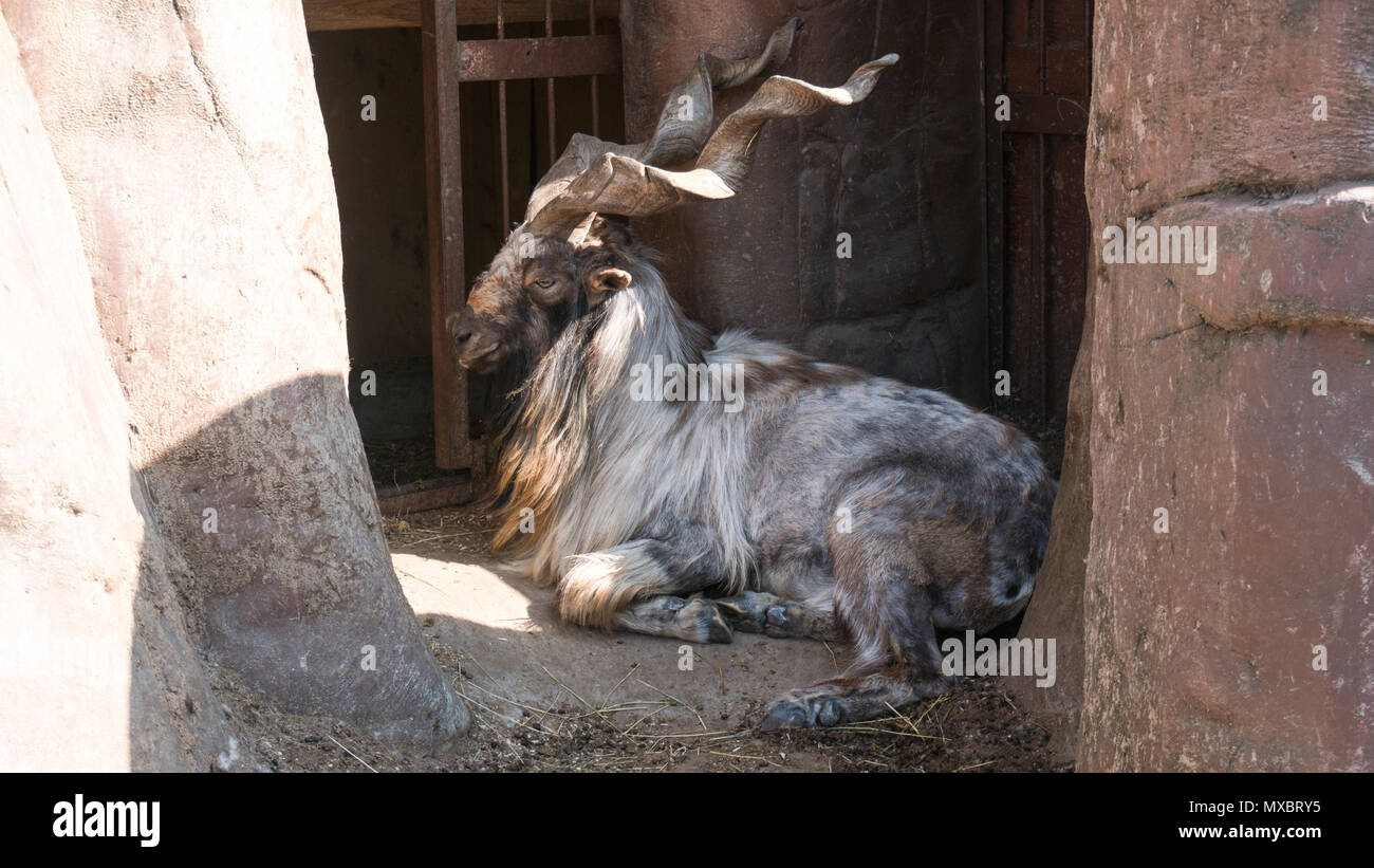 Markhor on mountain hi-res stock photography and images - Alamy