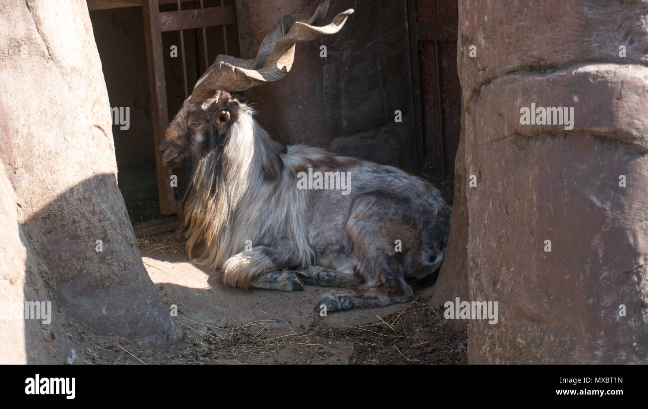 Markhor on a rock in the zoo area Stock Photo - Alamy
