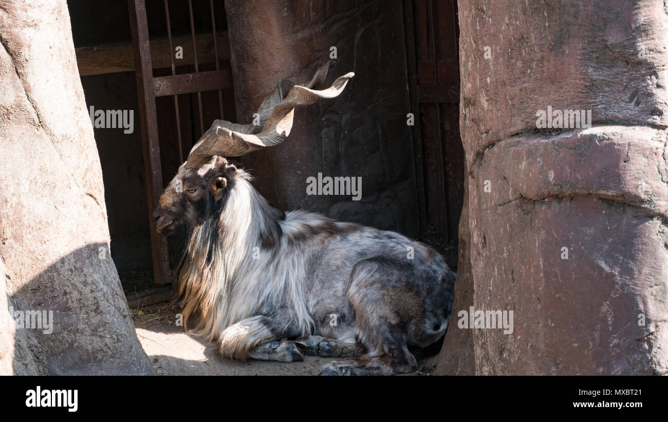 Markhor on mountain hi-res stock photography and images - Alamy