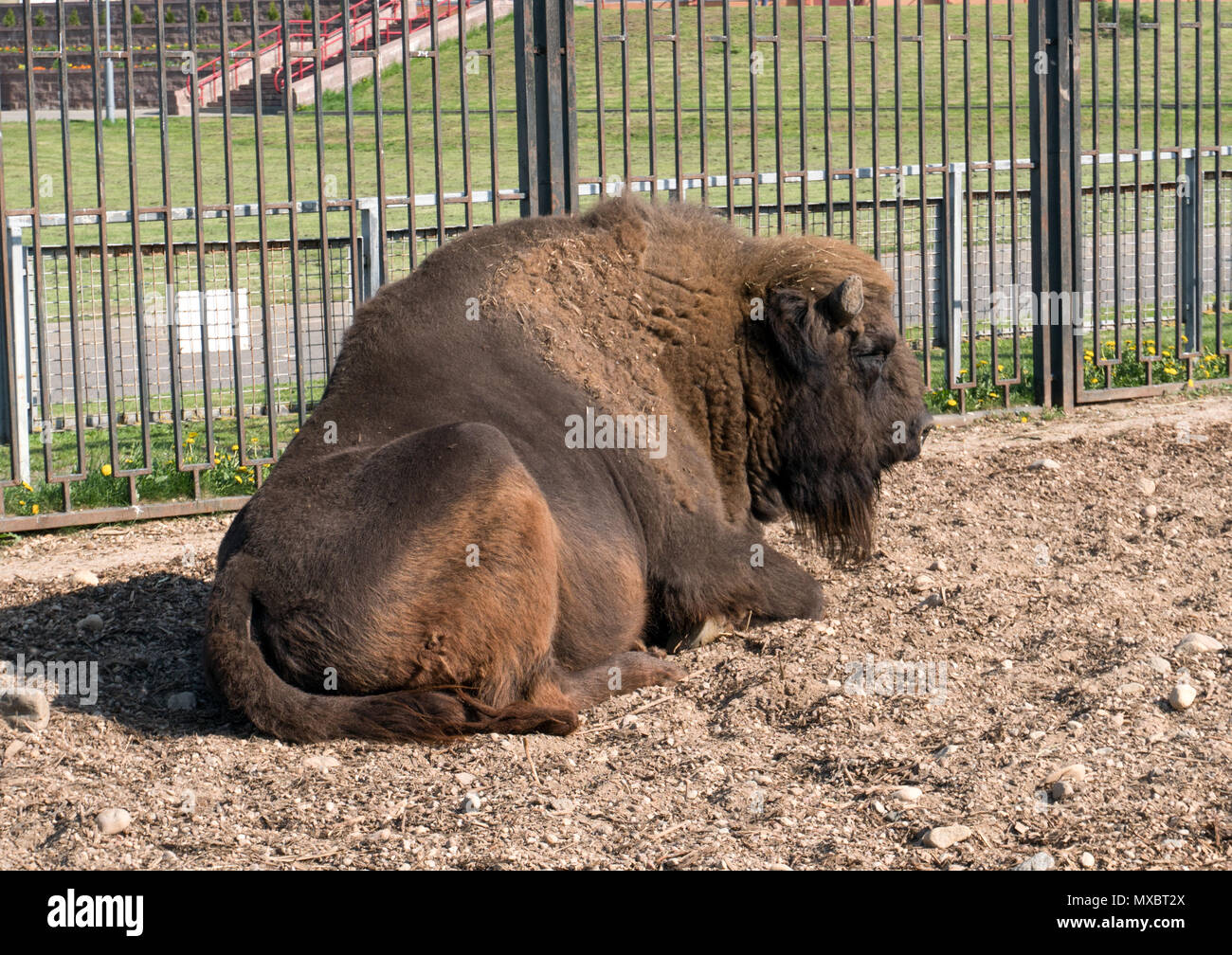 The European BISON is in the aviary of the zoo Stock Photo - Alamy