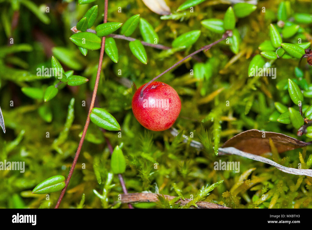 Vaccinium oxycoccos is a species of flowering plant in the heath family ...