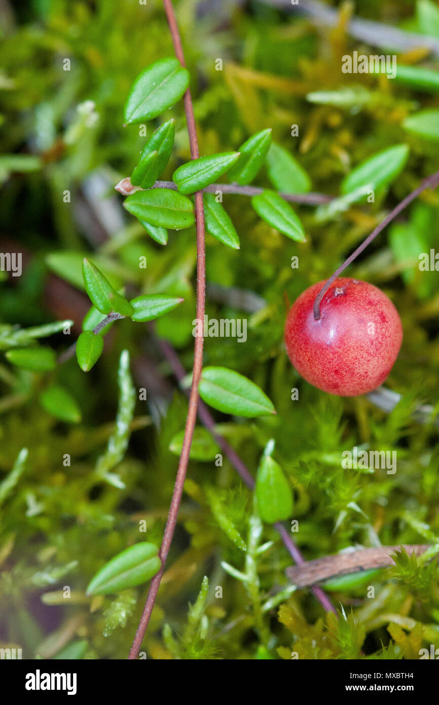 Vaccinium oxycoccos is a species of flowering plant in the heath family ...