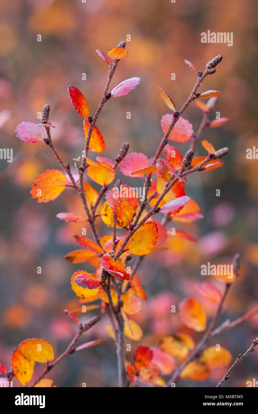 Tundra in fall colours hi-res stock photography and images - Alamy