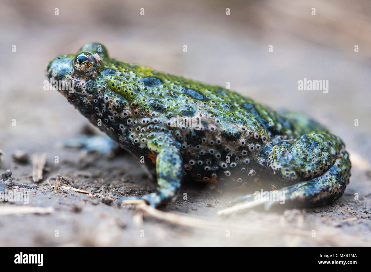 The European fire-bellied toad (Bombina bombina) is a fire-bellied toad native to mainland ...