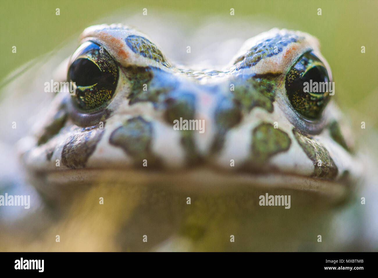 The European green toad (Bufo viridis) is a species of toad found in ...
