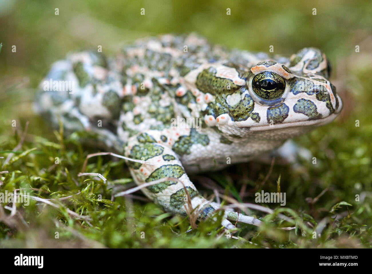 European green toad bufo viridis hi-res stock photography and images ...