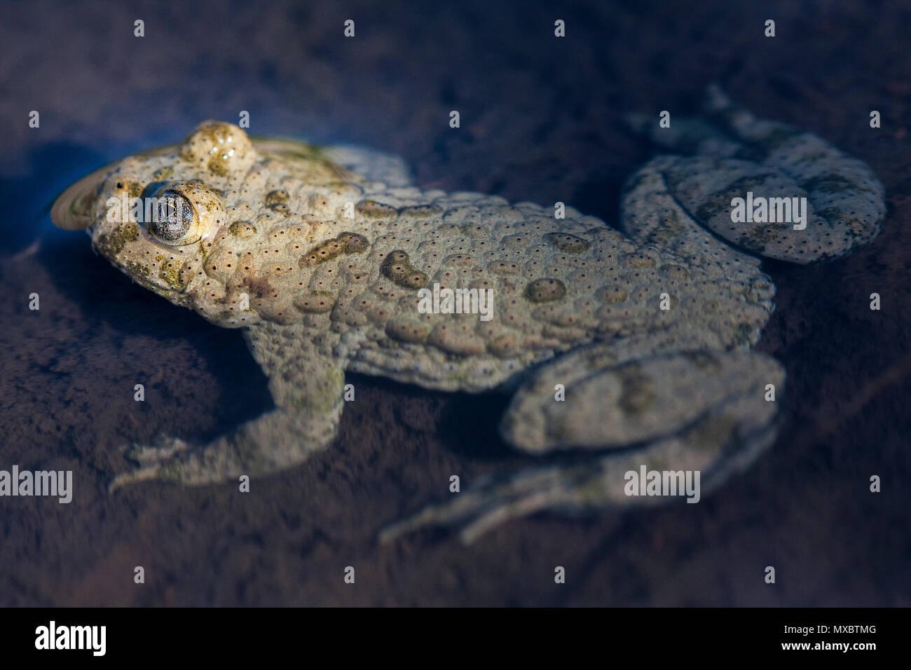 The yellow-bellied toad (Bombina variegata) belongs to the order Anura ...