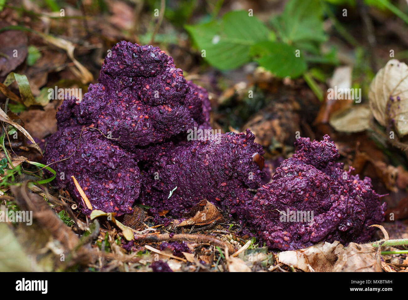 Purple brown bear (Ursus arctos) faeces after berries. Transylvania ...