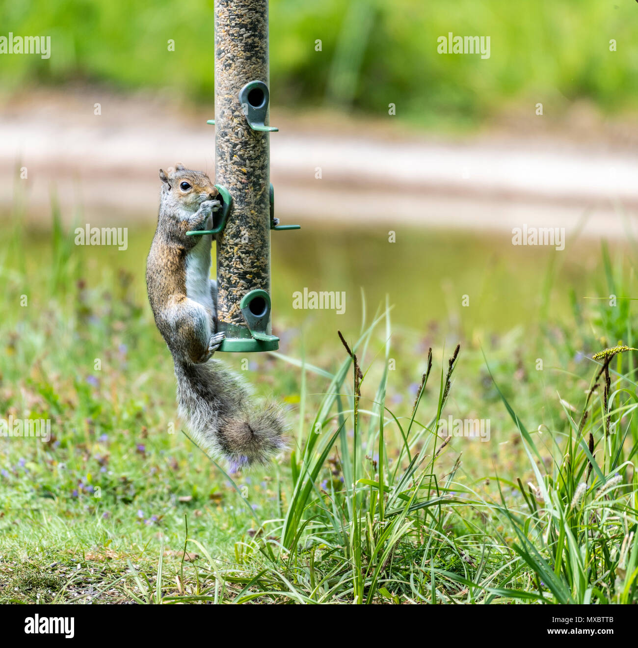 Birdfeeder High Resolution Stock Photography and Images - Alamy