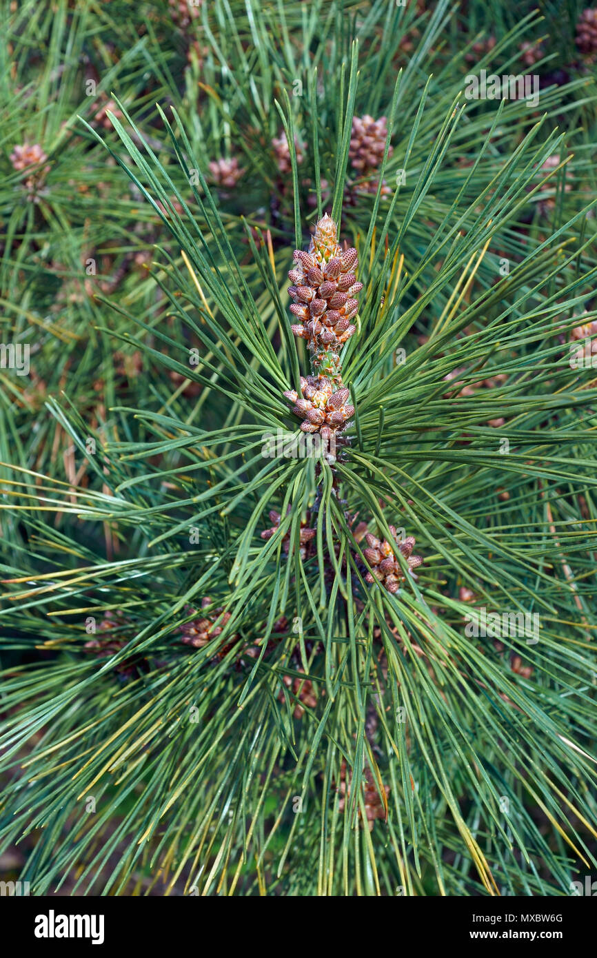 Ponderosa pine (Pinus ponderosa). Called Bull Pine, Blackjack Pine and ...