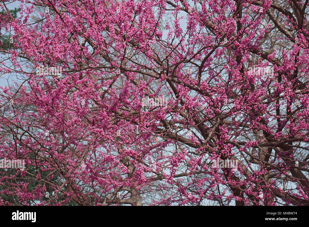 Oklahoma state tree hi-res stock photography and images - Alamy