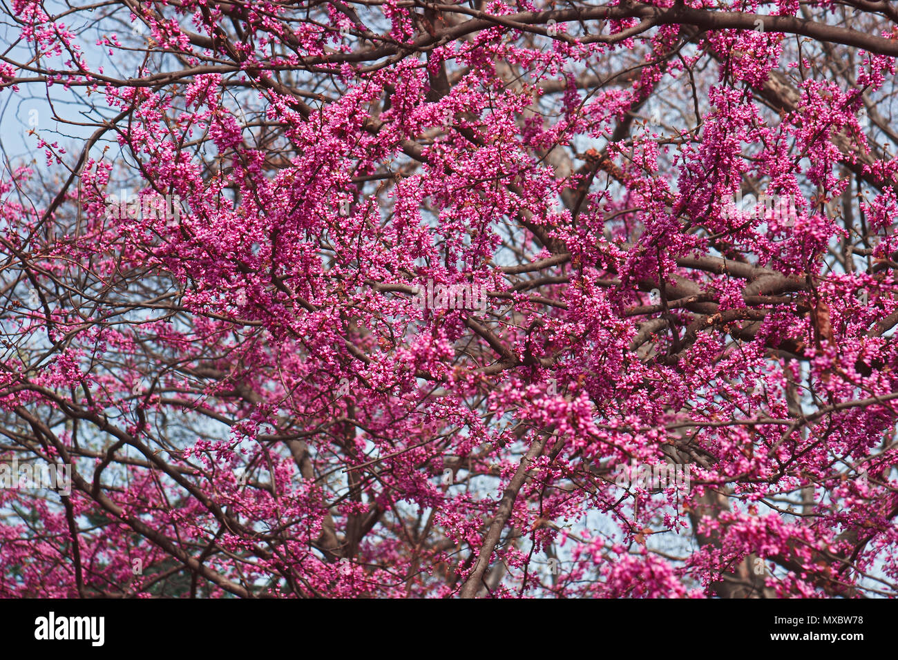 Eastern redbud (Cercis canadensis). State tree of Oklahoma Stock Photo ...