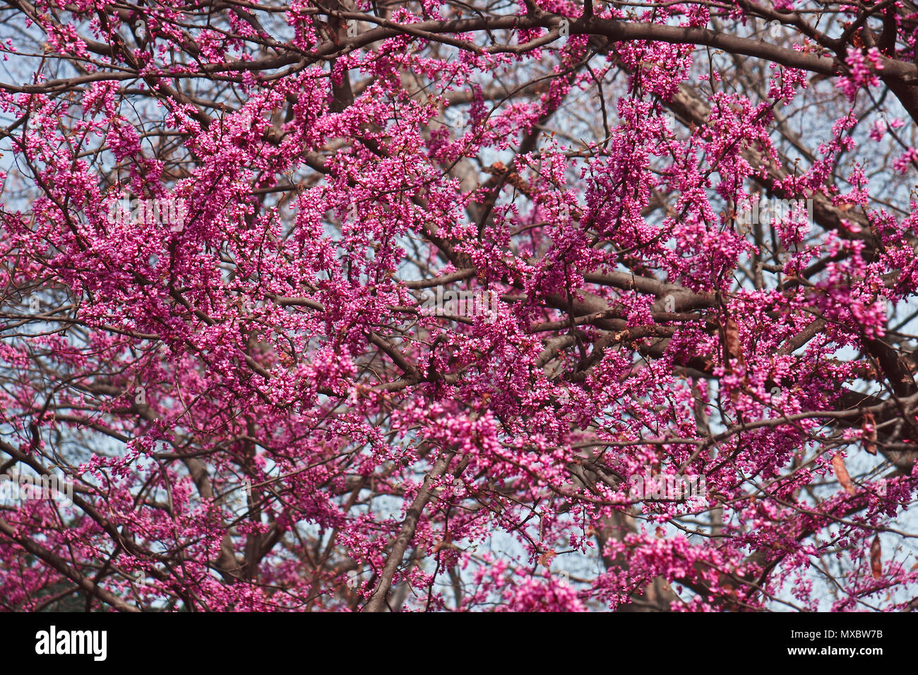State tree of oklahoma hi-res stock photography and images - Alamy