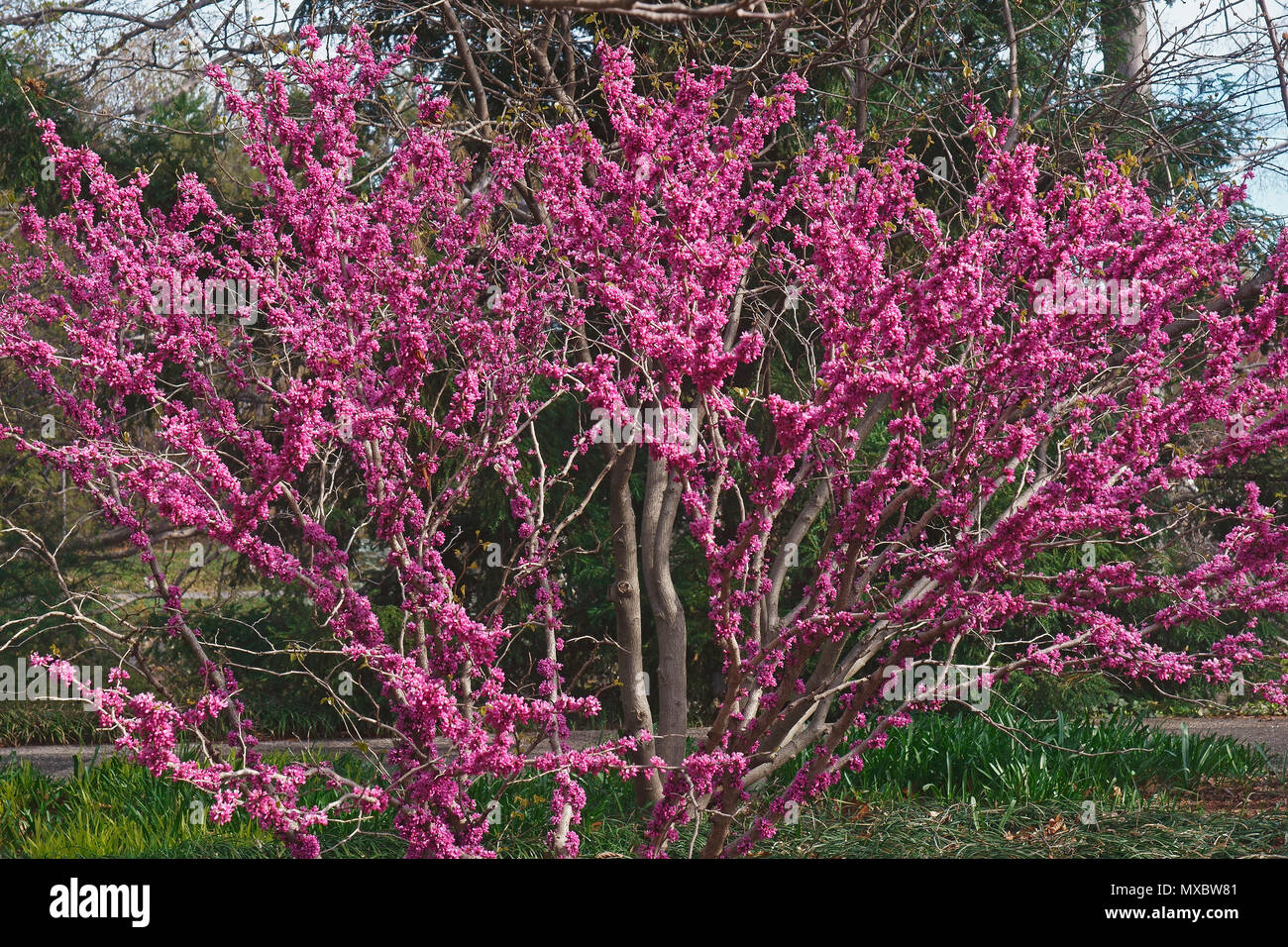 Don Egolf chinese redbud (Cercis chinensis Don Egolf Stock Photo - Alamy