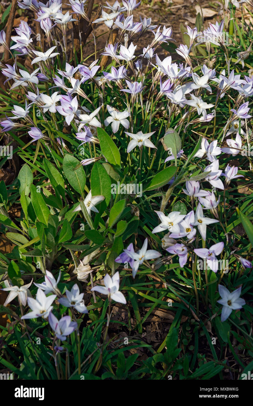 Springstar hi-res stock photography and images - Alamy