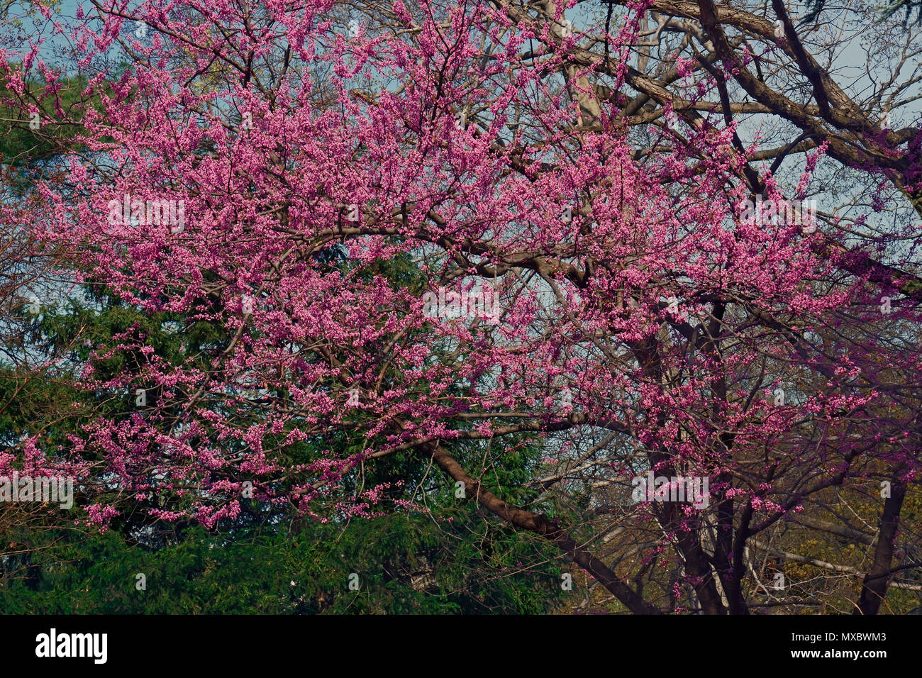 Oklahoma state tree hi-res stock photography and images - Alamy