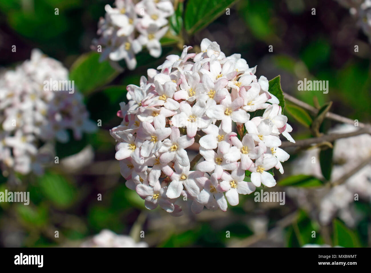 Mohawk viburnum (Viburnum x Burkwoodii Mohawk). One of hybrids between ...