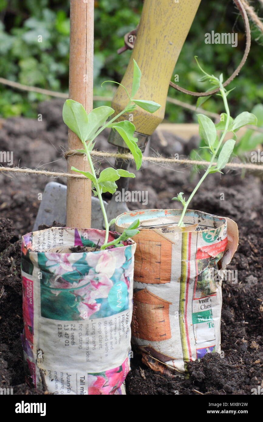 Lathyrus odoratus. Young sweet pea plants in recycled paper pots ready ...