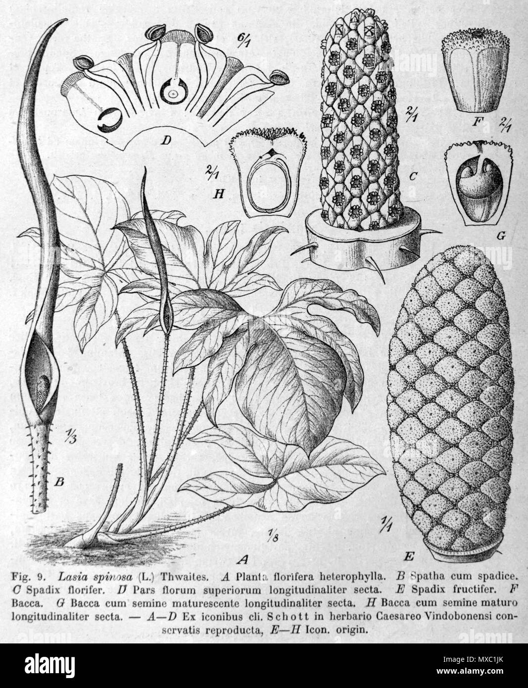 . English: Lasia spinosa botanical drawing . 1911. Schott (d. 1865) in ...