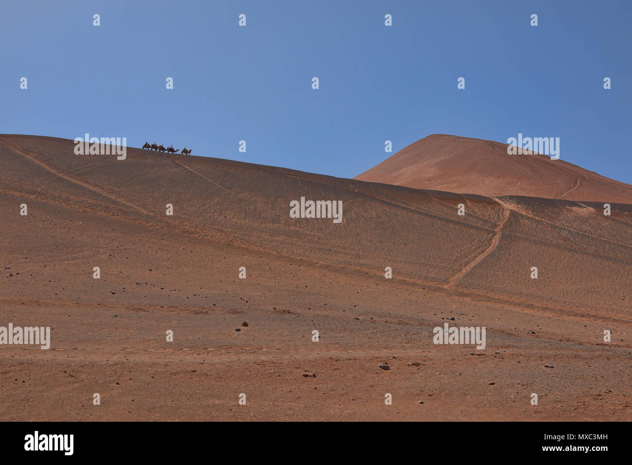 Taklamakan desert camels hi-res stock photography and images - Alamy