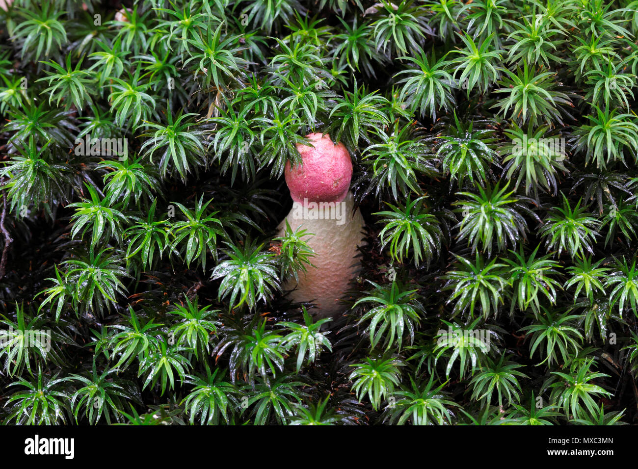 Fungi lichen mushroom moss hi-res stock photography and images - Alamy