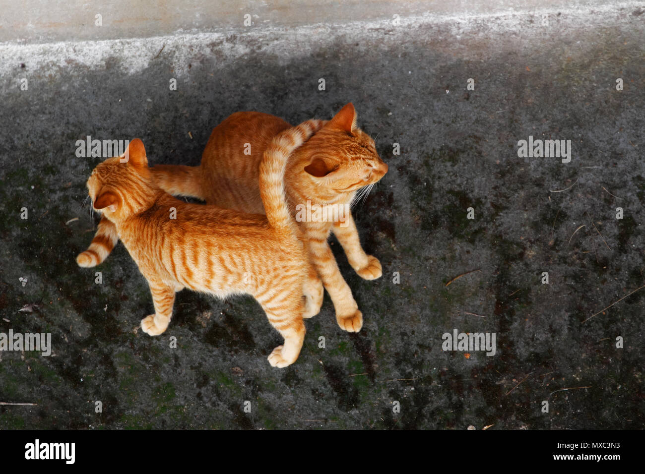 Beautiful top view hi-res stock photography and images - Alamy