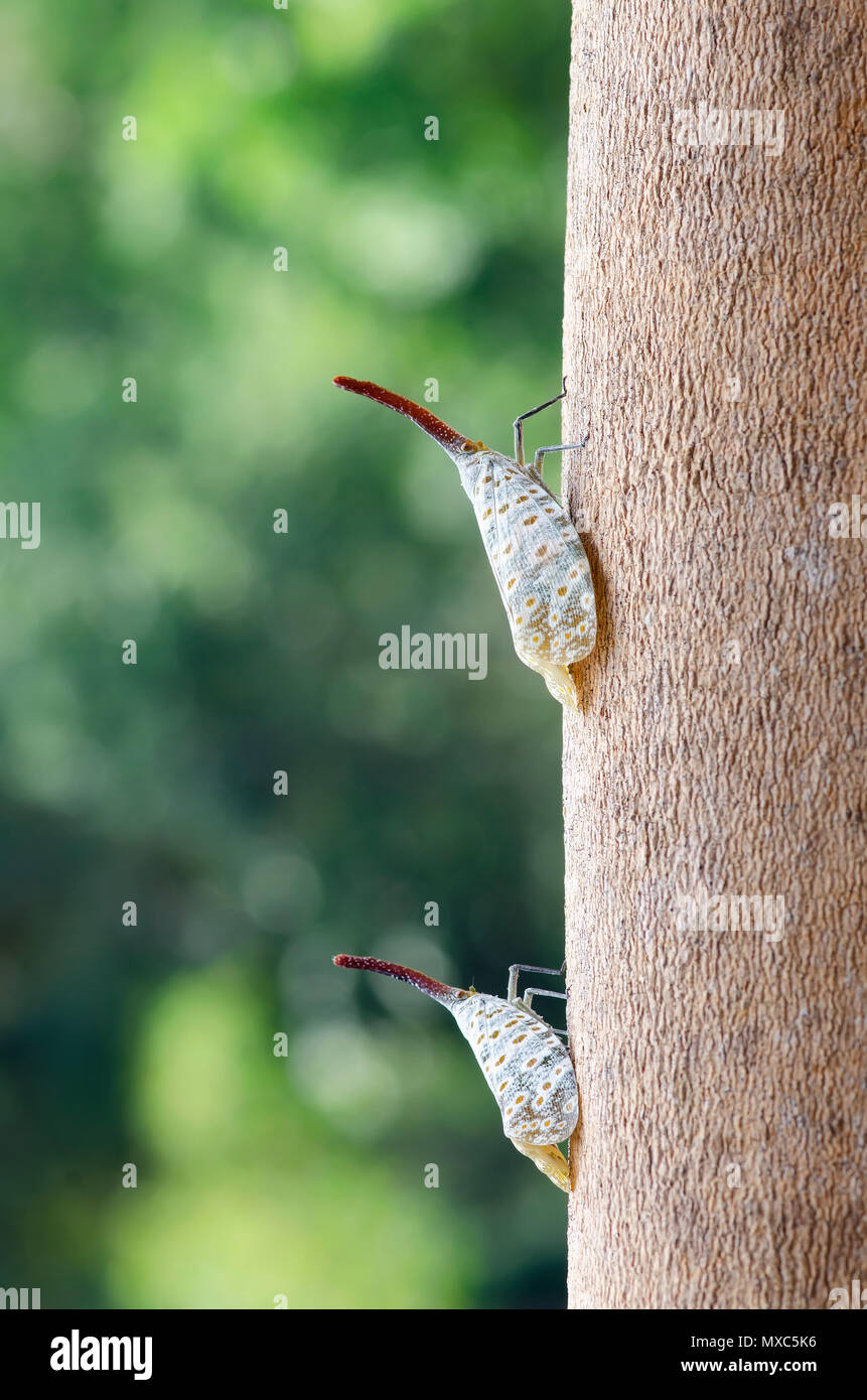 lantern bug. pyrops oculata species from malaysia Stock Photo - Alamy