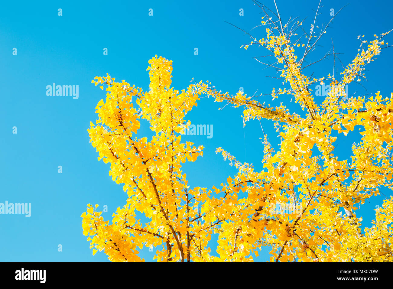 Yellow ginkgo tree at Incheon Grand Park in Korea Stock Photo - Alamy