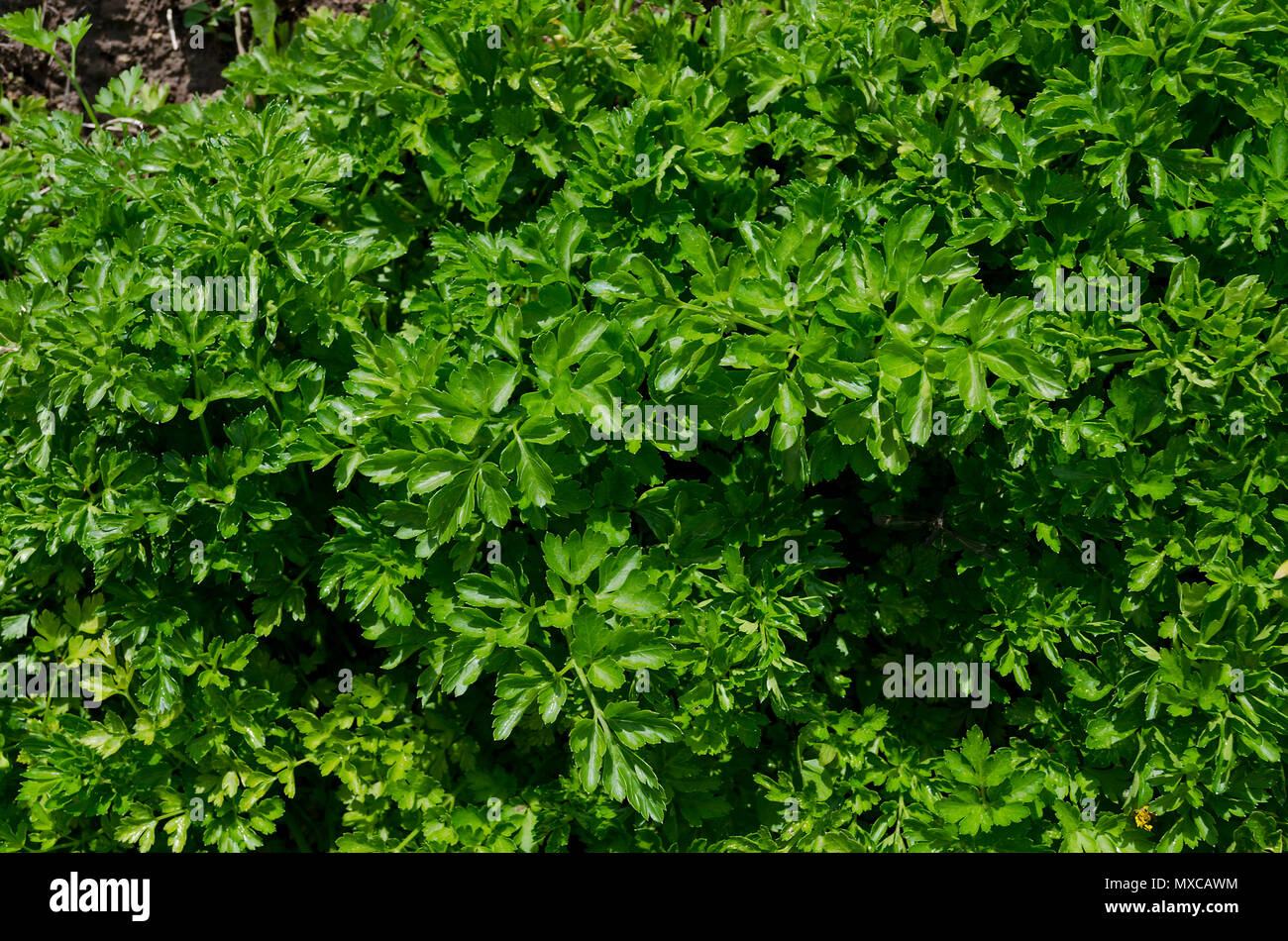Growing bio herbs and vegetables in summer Stock Photo - Alamy