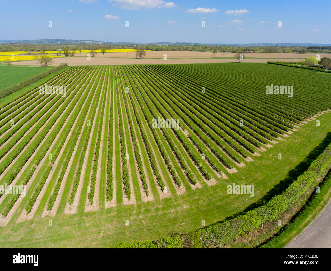 Uniform rows of crops form a abstract patterns from the air in the Kent ...