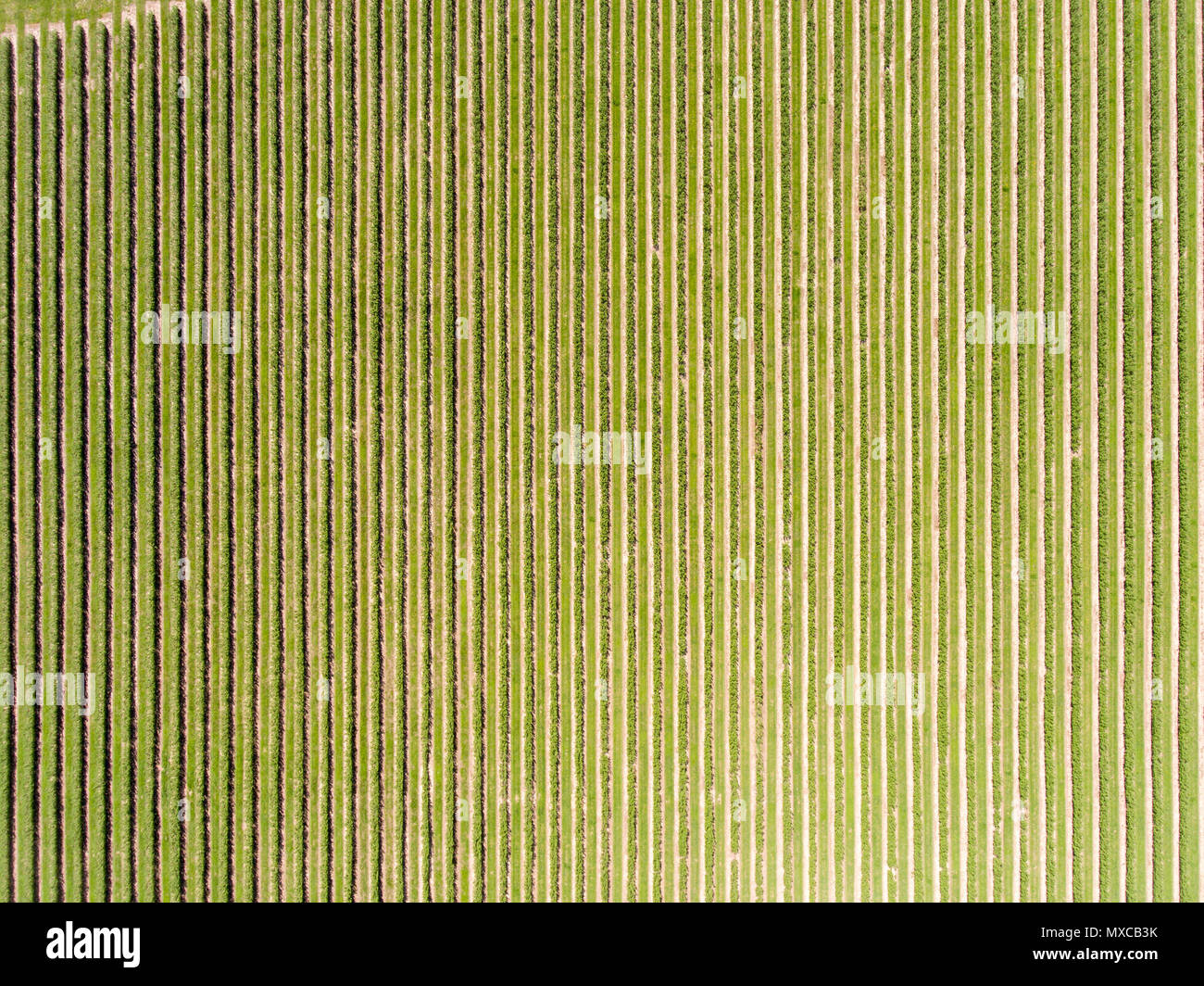 Uniform rows of crops form a abstract patterns from the air in the Kent ...