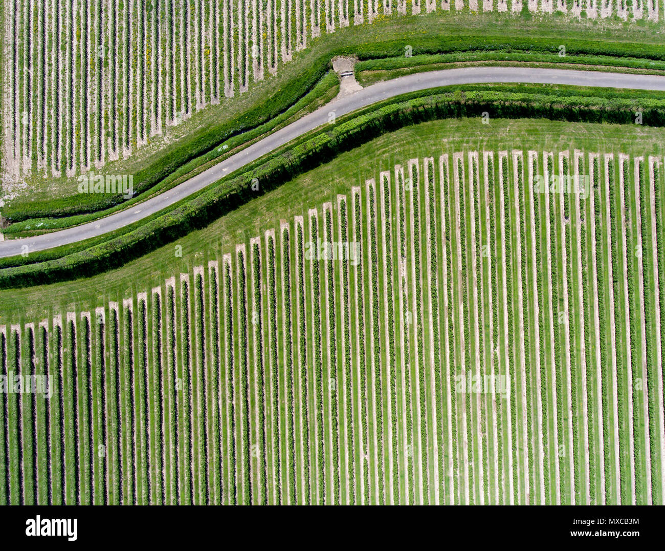 Uniform rows of crops form a abstract patterns from the air in the Kent ...