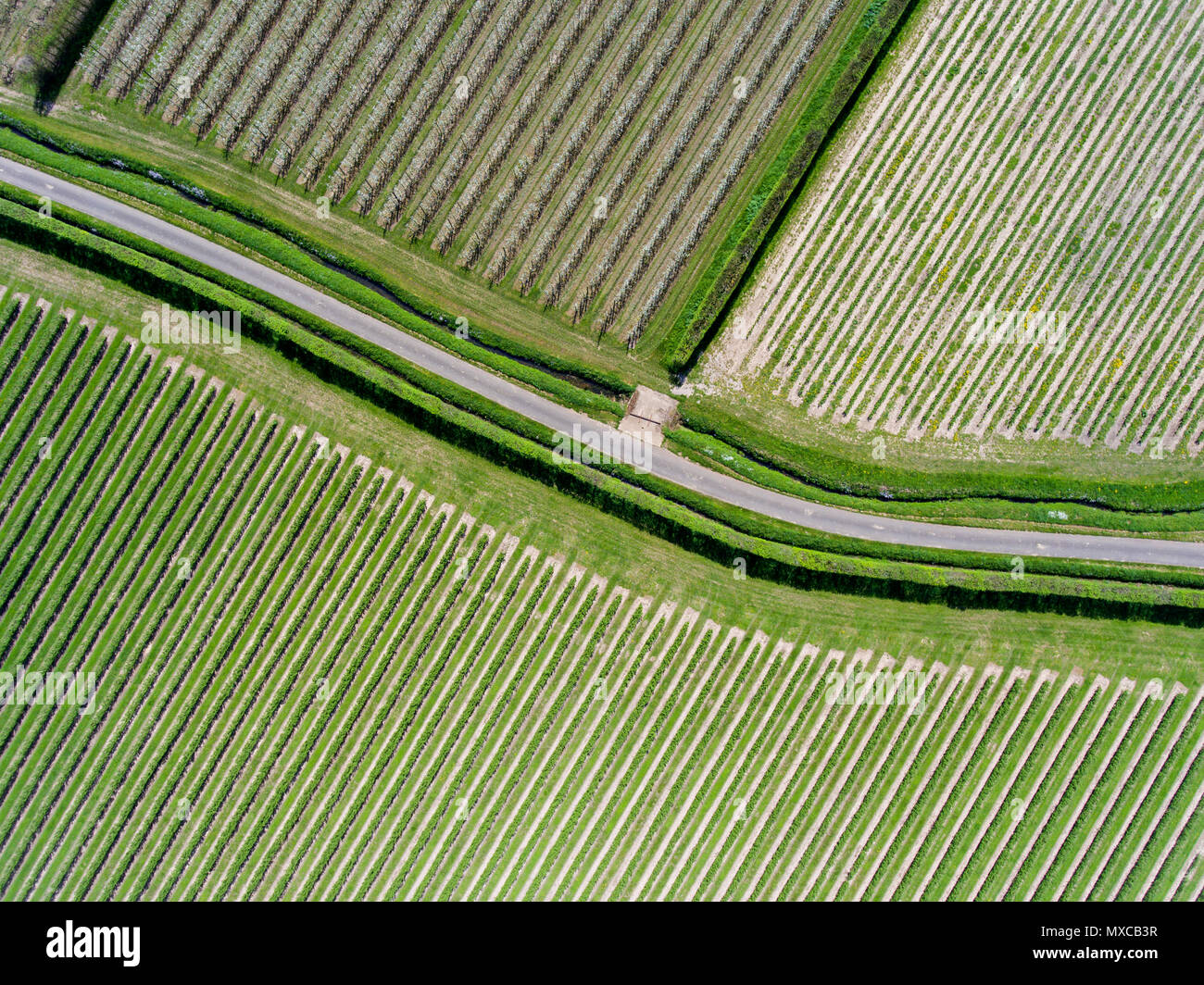 Uniform rows of crops form a abstract patterns from the air in the Kent ...