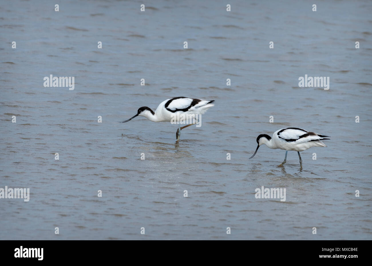 Pair of Avocets Feeding.Norfolk, England Stock Photo - Alamy