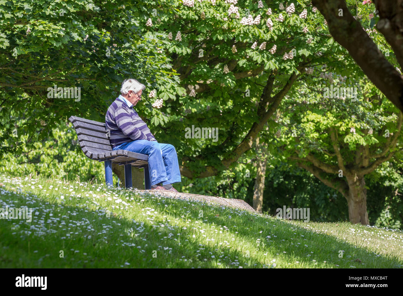 A man sitting alone on a woodland bench Stock Photo - Alamy