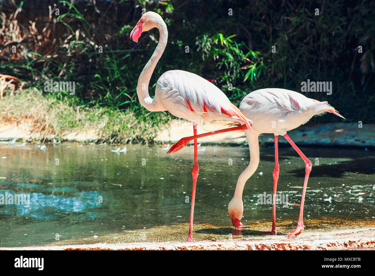 group of flamingos Stock Photo - Alamy