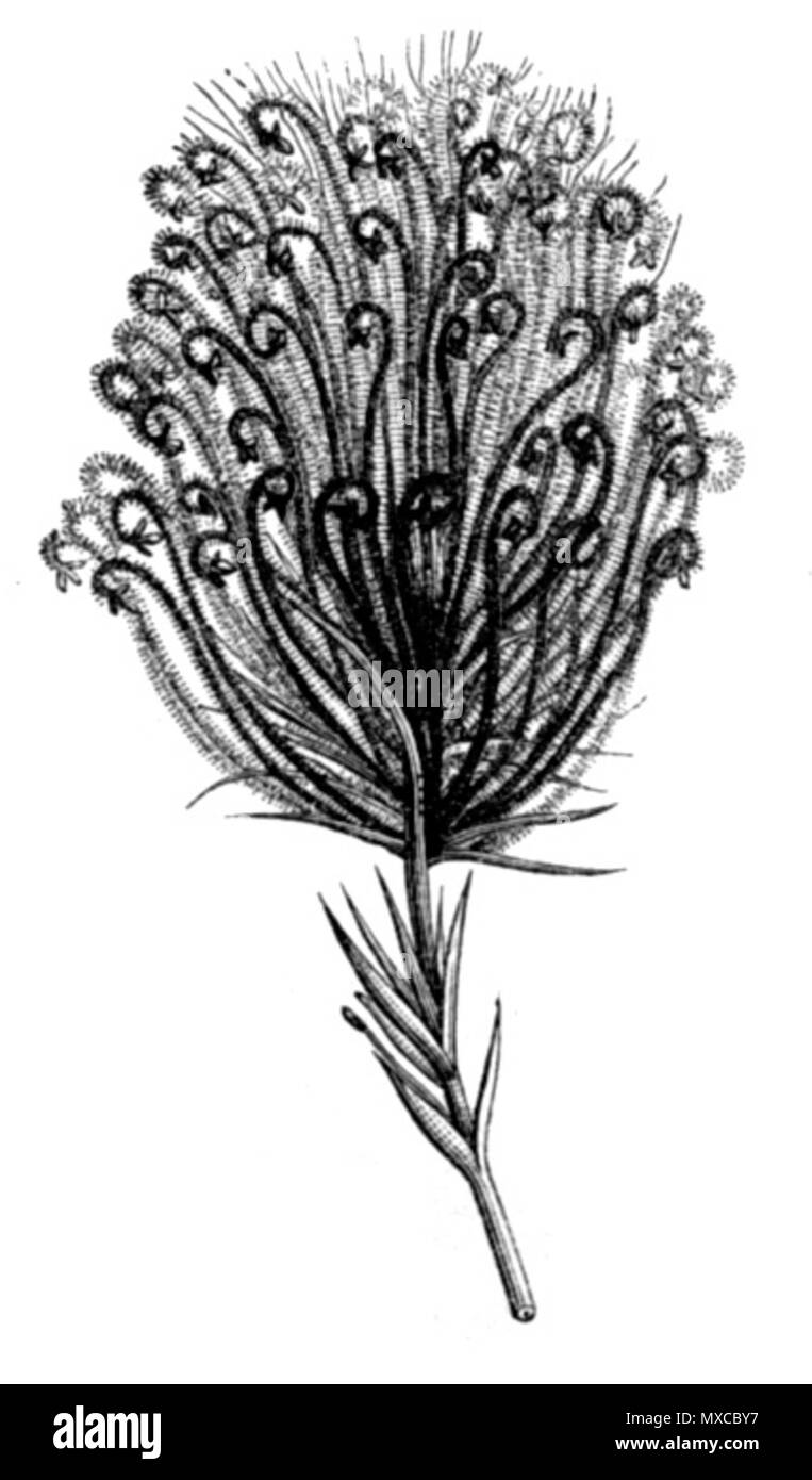 . Illustration from book . 1891. Paul Hermann Wilhelm Taubert (1862 ...