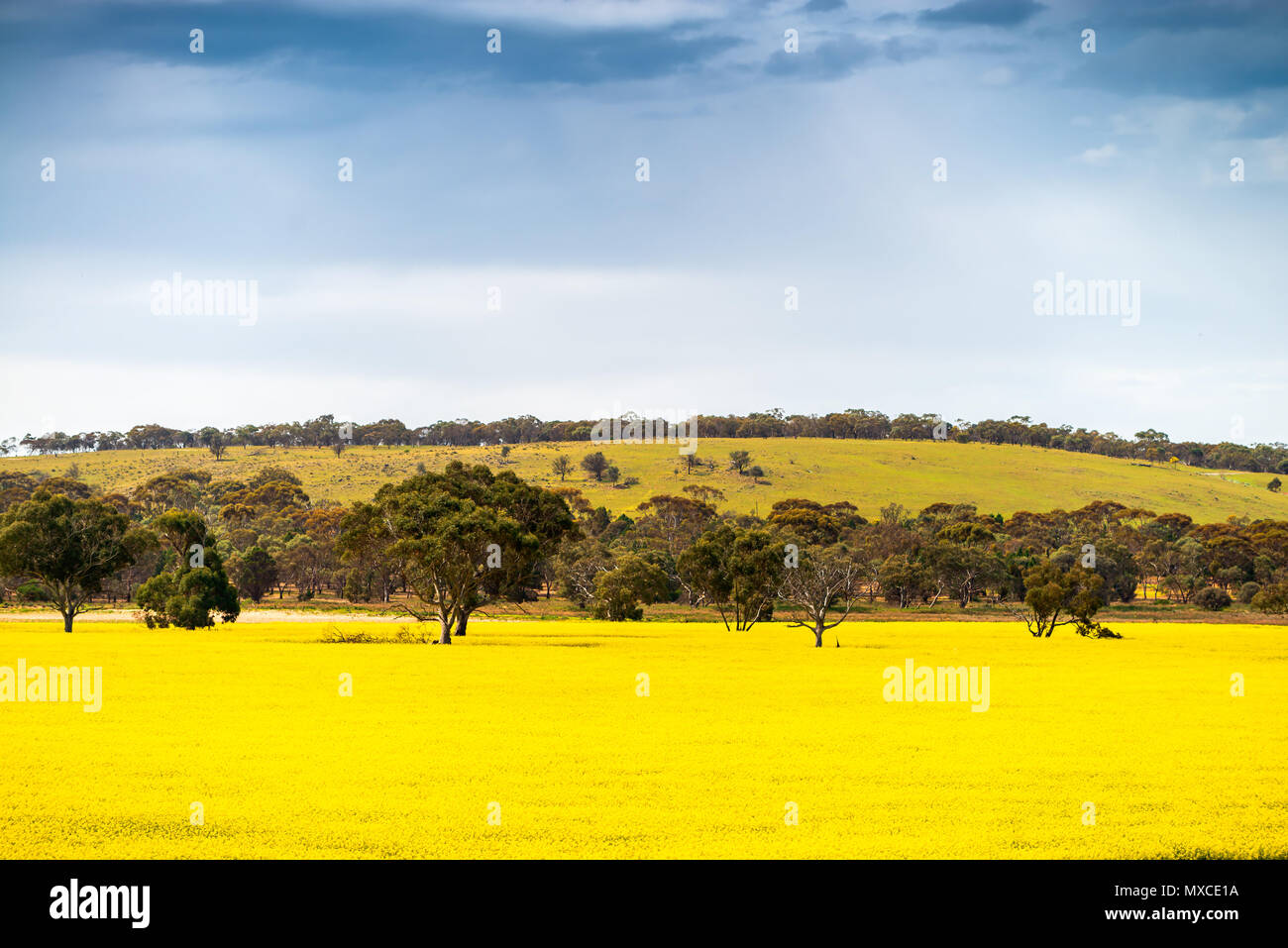 Canola field australia hi-res stock photography and images - Alamy