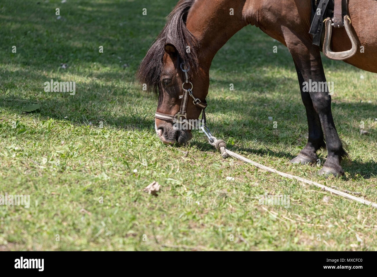 Hungry eating chewing hi-res stock photography and images - Alamy